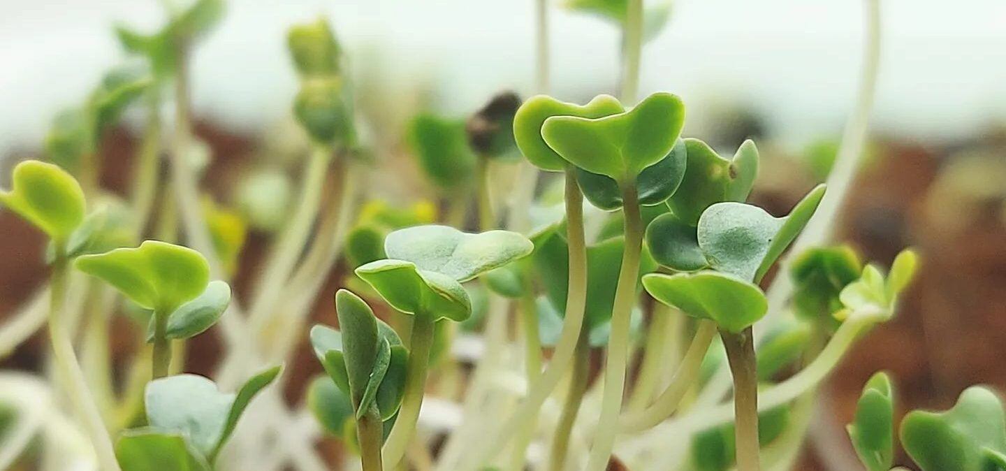 Waarom microgroenten - Microboerderij.nl